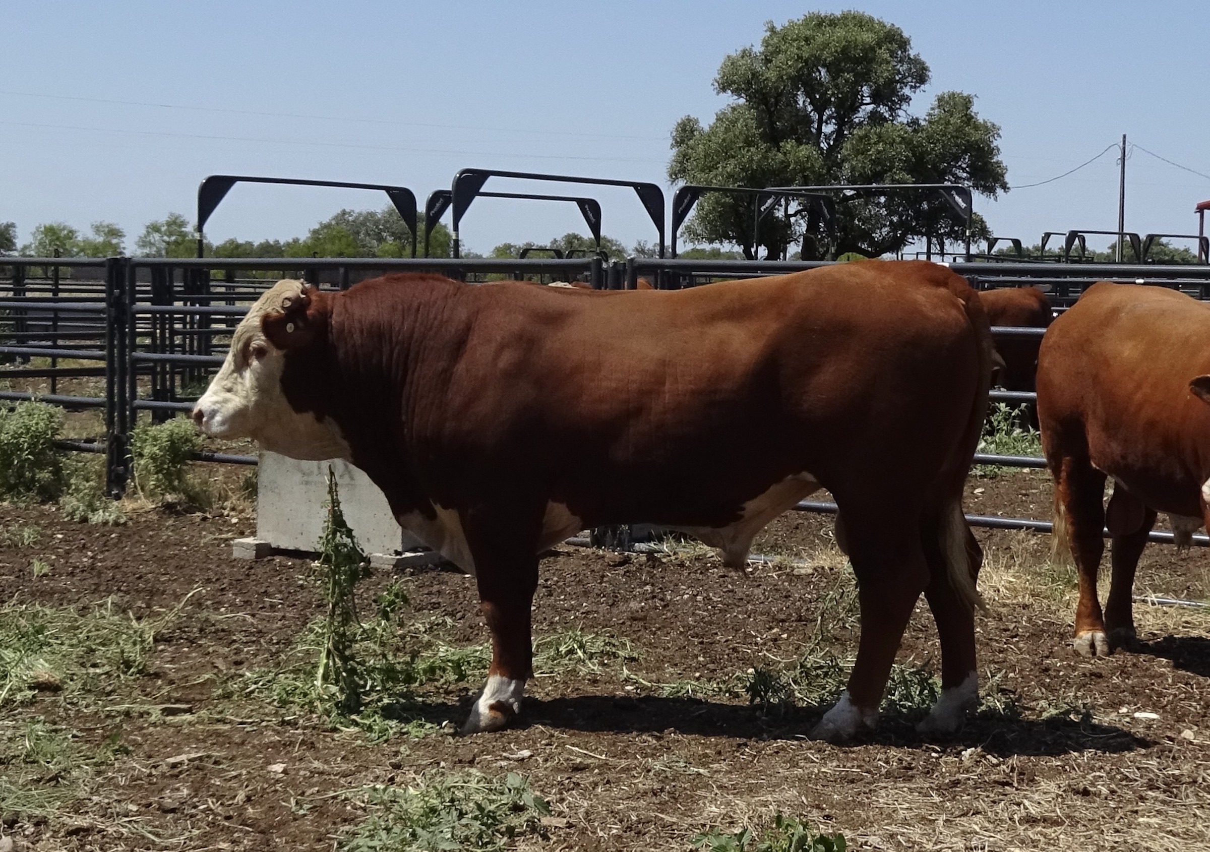 CR F18 DIAMOND HARLAND 933 | Case Ranch